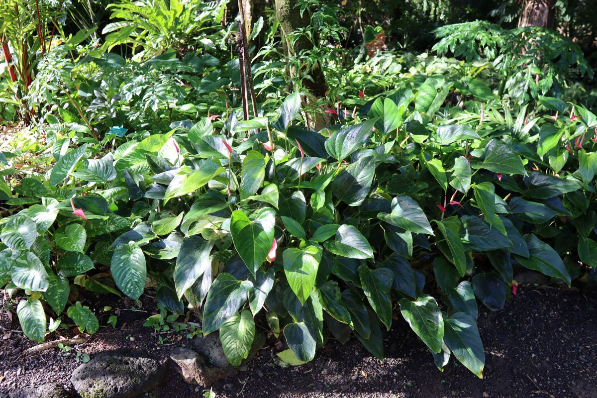 A Local's Guide to Visiting Waimea Falls and Botanical Garden ...