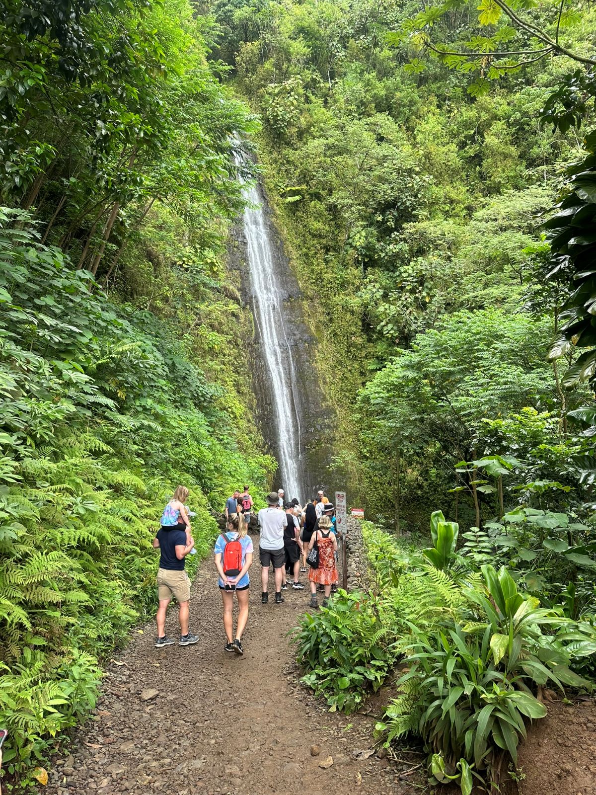 Manoa Falls Trail: A Local's Complete Guide - OahuTripPlanner.com
