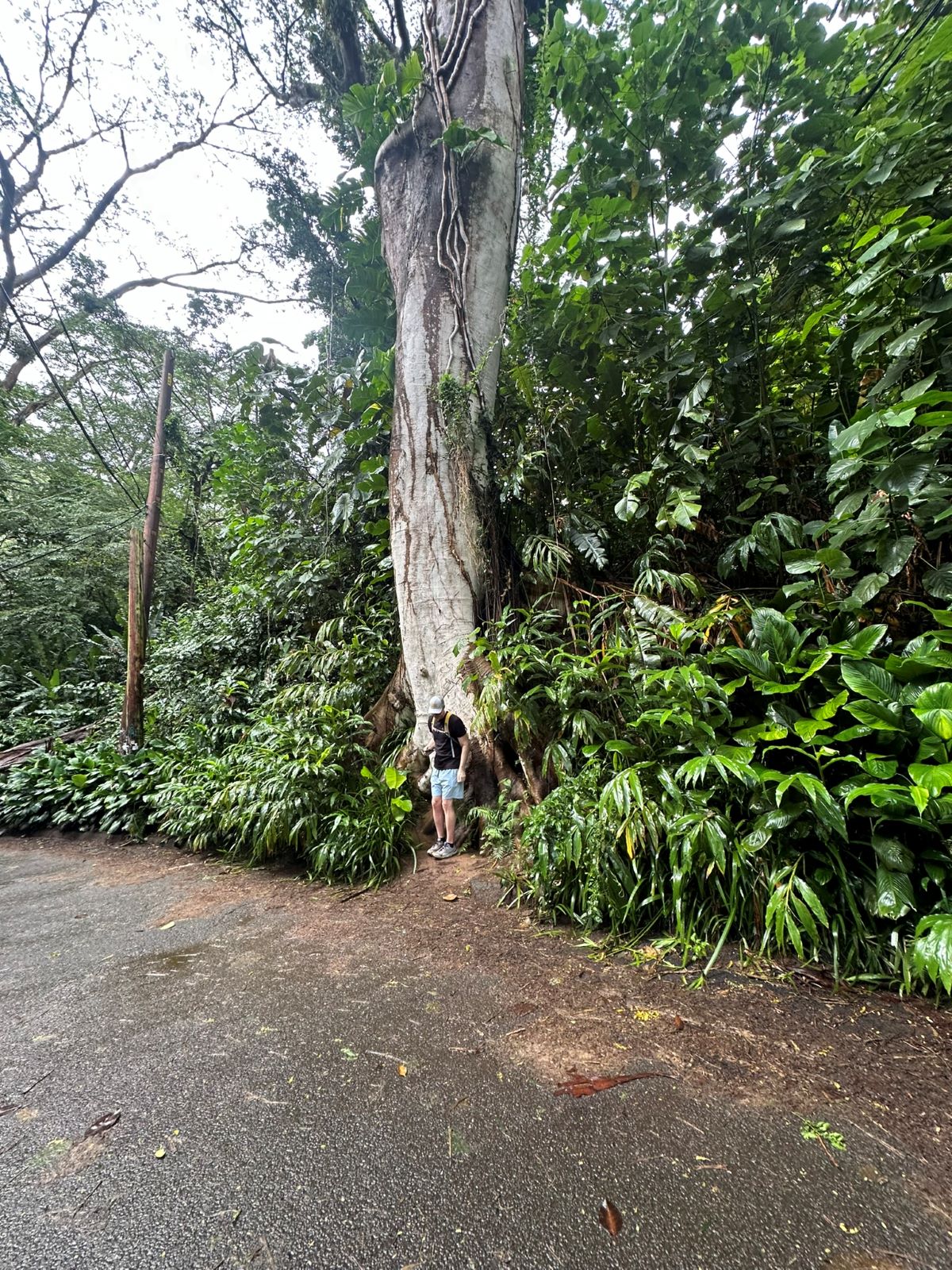 Manoa Falls Trail: A Local's Complete Guide - OahuTripPlanner.com
