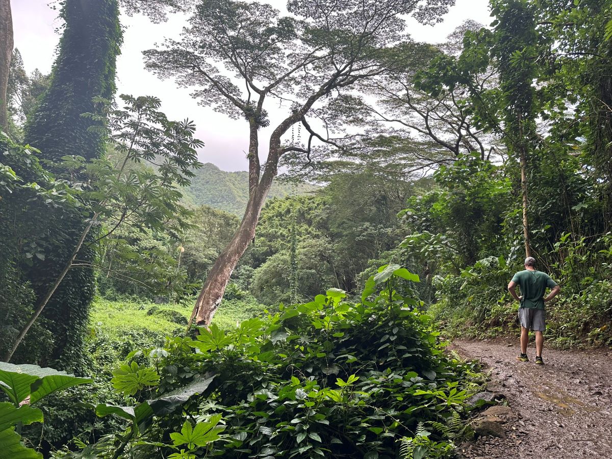 Manoa Falls Trail: A Local's Complete Guide - OahuTripPlanner.com