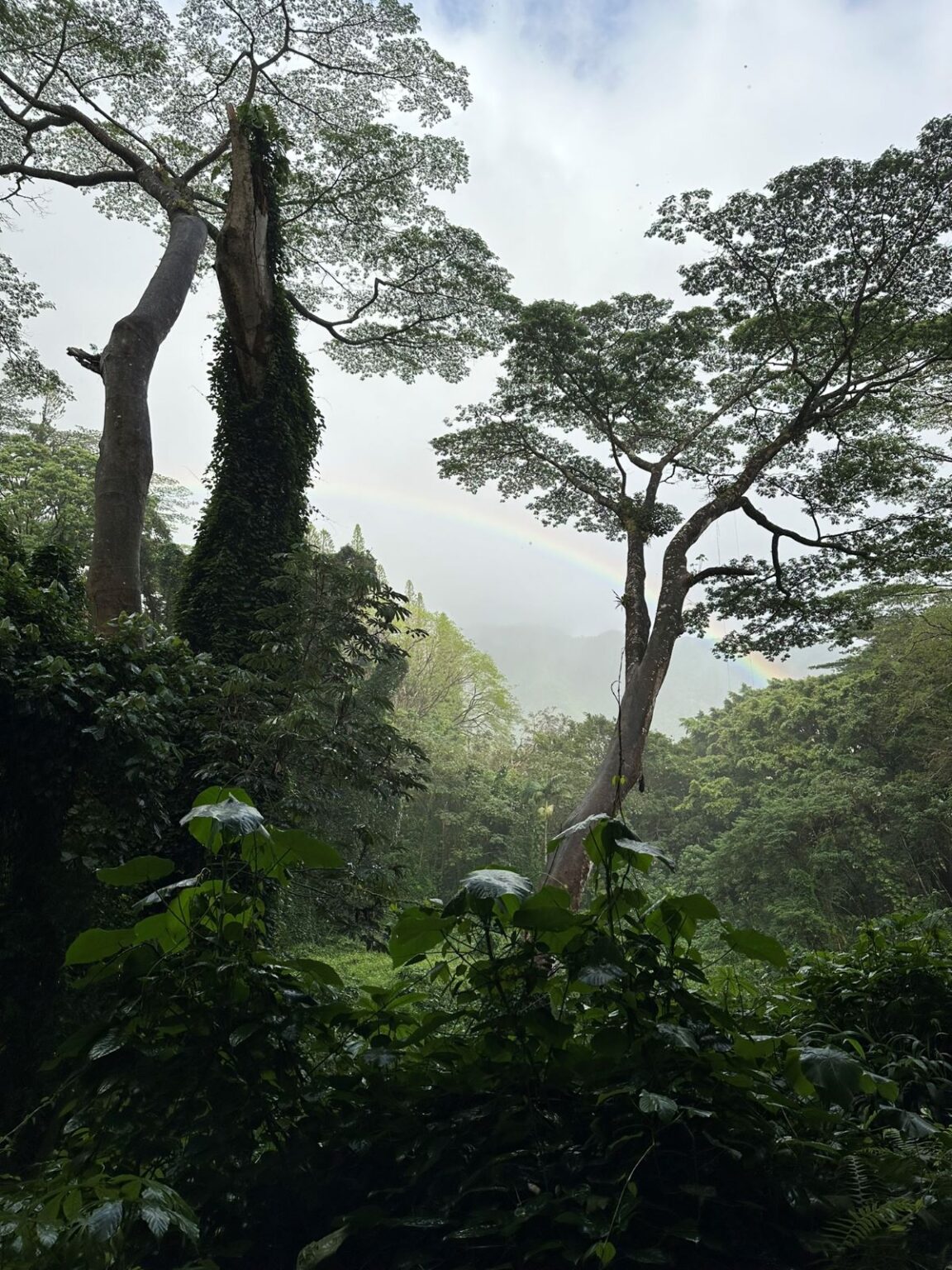 Manoa Falls Trail: A Local's Complete Guide - OahuTripPlanner.com