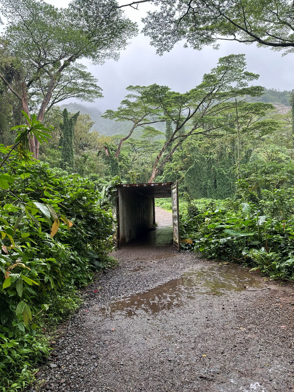Manoa Falls Trail: A Local's Complete Guide - OahuTripPlanner.com
