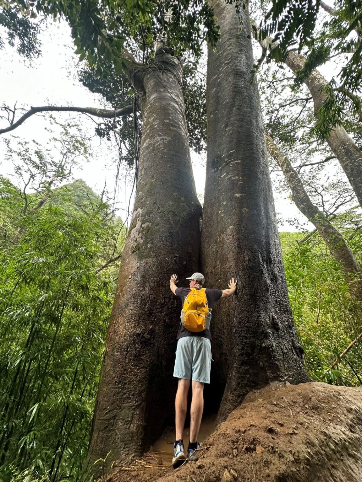 Manoa Falls Trail: A Local's Complete Guide - OahuTripPlanner.com