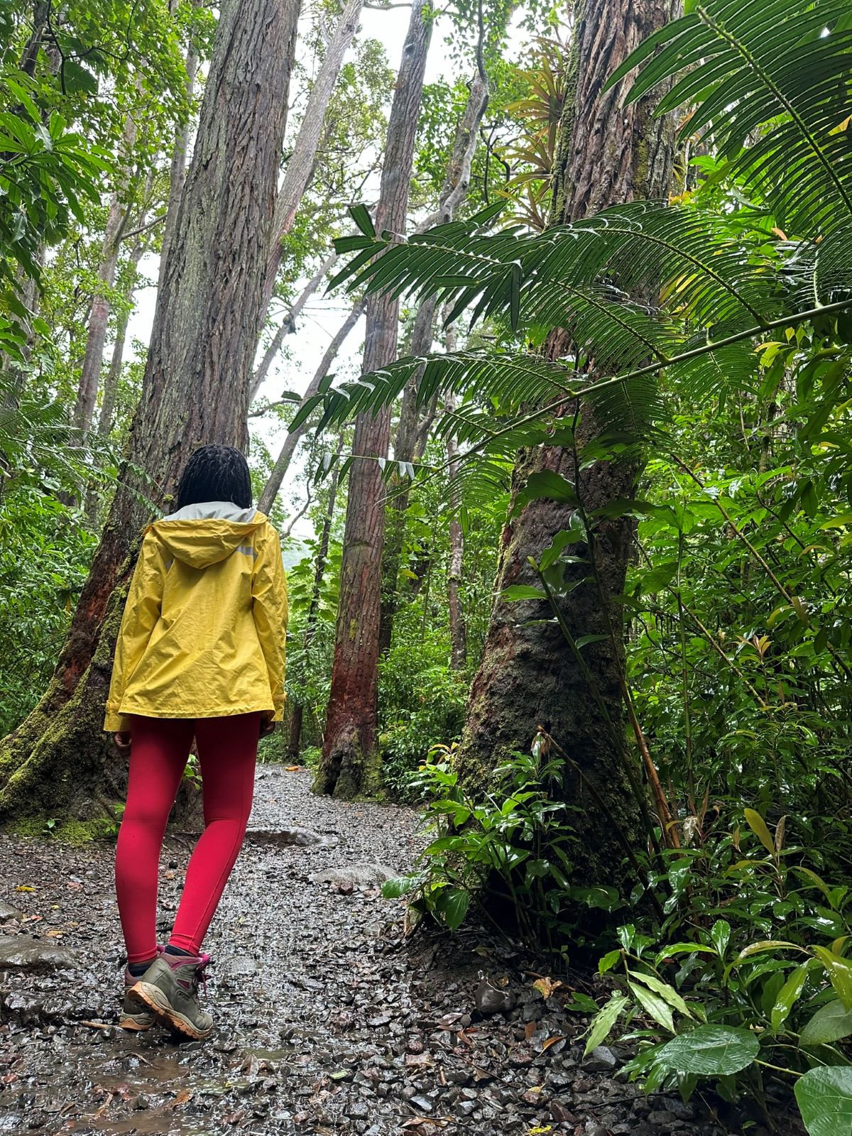 Manoa Falls Trail: A Local's Complete Guide - OahuTripPlanner.com