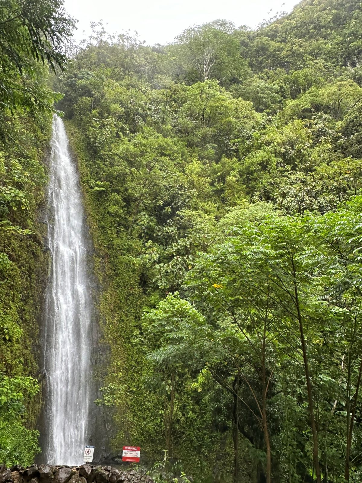 Manoa Falls Trail: A Local's Complete Guide - OahuTripPlanner.com