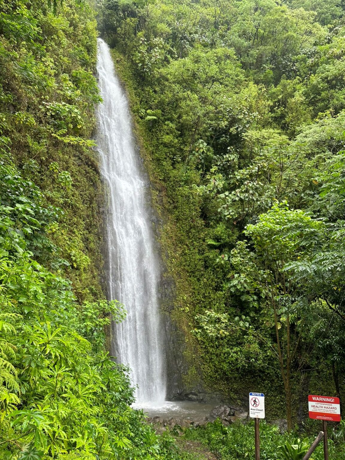 Manoa Falls Trail: A Local's Complete Guide - OahuTripPlanner.com